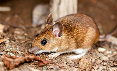 Wild Mice In Michigan At Antoinette Roy Blog