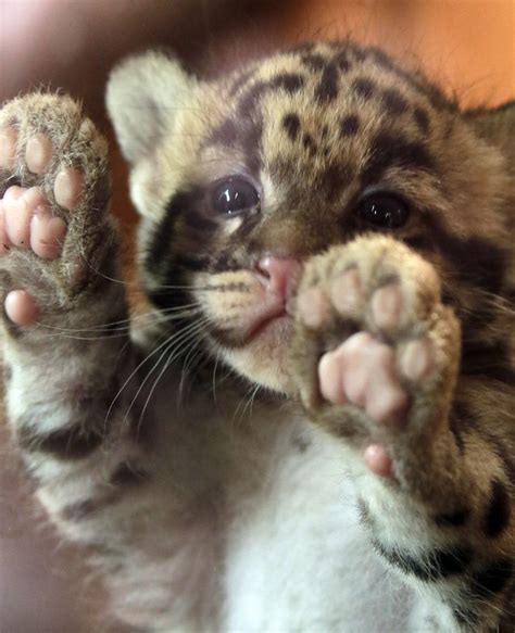 Clouded Leopard Kitten Holding Paws Up