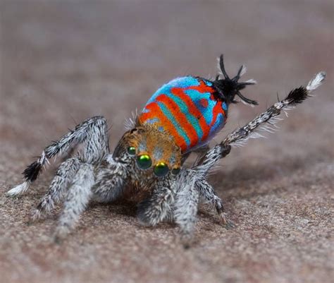 Weird And Wonderful 9 Bizarre Spiders Live Science