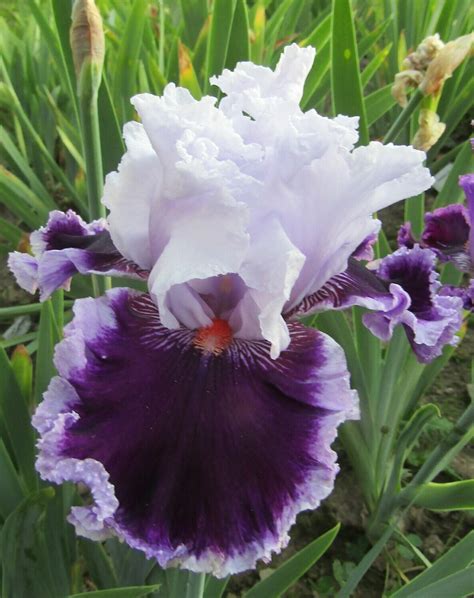 Daring Deception Tall Bearded Iris