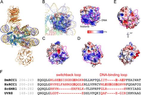 Structural Comparison Of Uvr8 With The Nucleosome Binding Interface Of