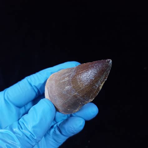 Extinct Mosasaurs For Sale Authentic Mosasaur Dinosaur Tooth Fossil
