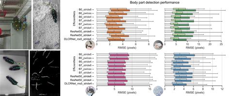 Multi Animal Deeplabcut — The Mathis Lab Of Adaptive Intelligence