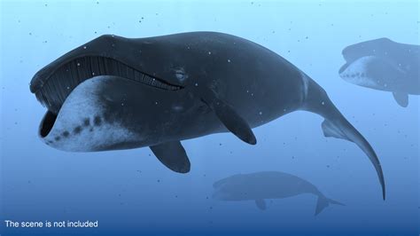 Resting Bowhead Whale 3d Model 99 3ds Blend C4d Fbx Max Ma