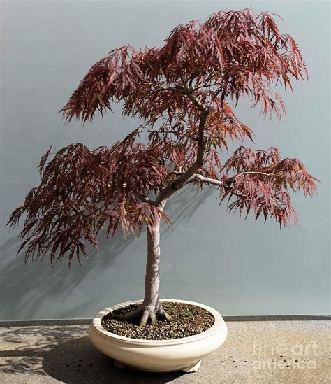 Japanese Maple Tree Bonsai