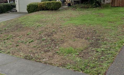 Small Patches Dying Off Matted Down Dead Grass Prg Seattle Area