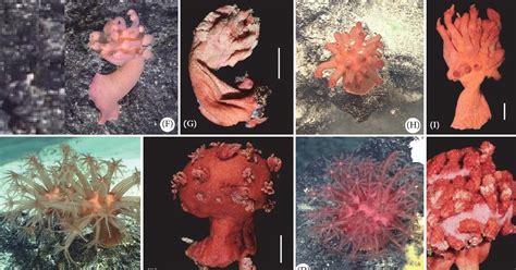 Species New To Science Cnidaria • 2025 Neoanthomastus Stellatus Anthomastus Sphaericus