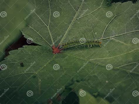 Worms Eating Leaves Green Strong Caterpillar Stock Image Image Of