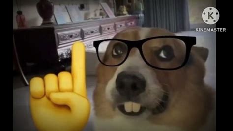 Nerd Dog Meme Youtube