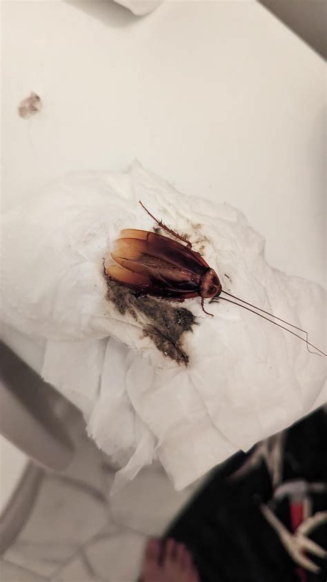 American Cockroach Or Palmetto Roachdead Bug Rinsects