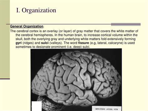 Ppt Cerebral Cortex Powerpoint Presentation Free Download Id4730172 Ppt Cerebral Cortex Powerpoint Presentation Free Download Id4730172
