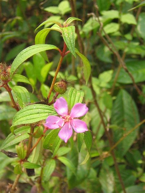 Melastoma Malabathricum Pha Tad Ke Botanical Garden