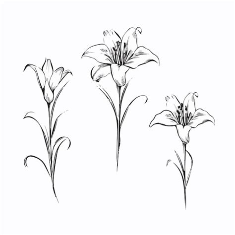 Pagina 35 Lelie Bloemen Lelie Bloem Vectors Download Gratis Hoogwaardige Vectors Van Freepik