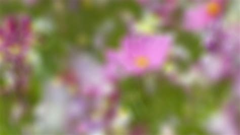 CSS Mix Blend Mode Sample ICS