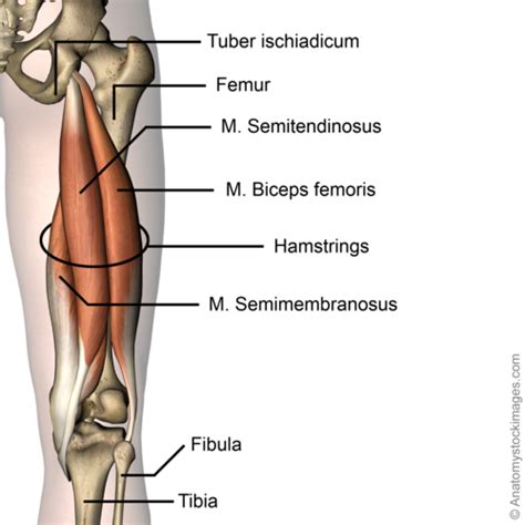 Knee Flexors Physiopedia