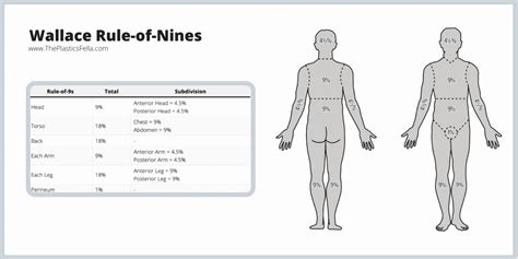 Bsa Calculator Body Surface Area Omni