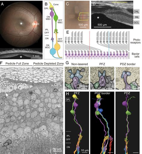 spatial resolution of retina