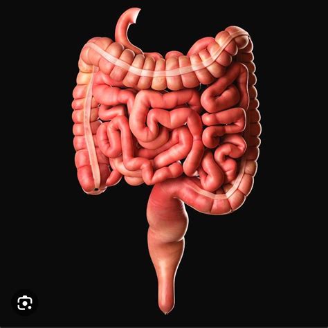 Intestines Drawing