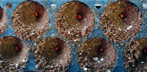 Containerized Vs Bareroot Seedlings