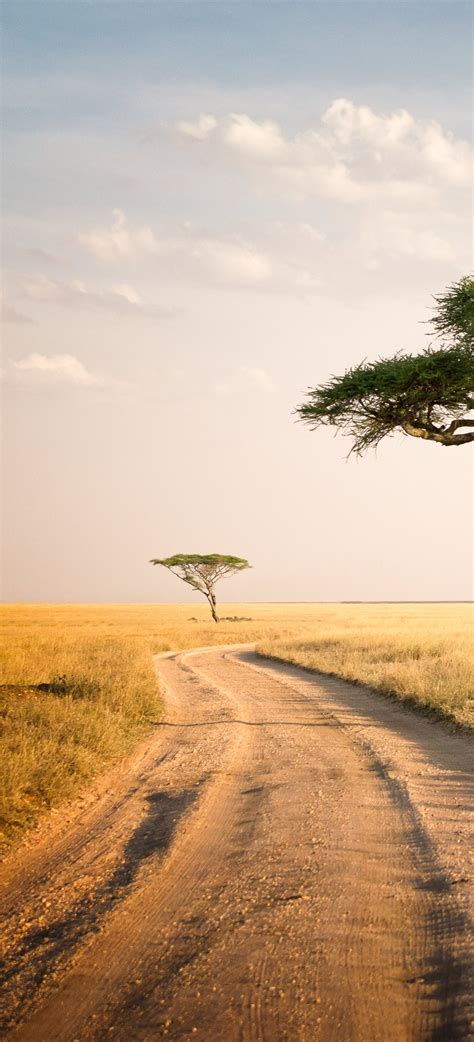 Serengeti National Park Wallpapers 44 Images Wallpapercat
