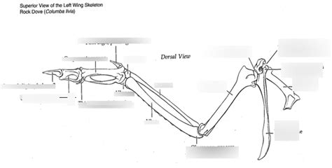 Bird Wing Skeleton Diagram Diagram Quizlet