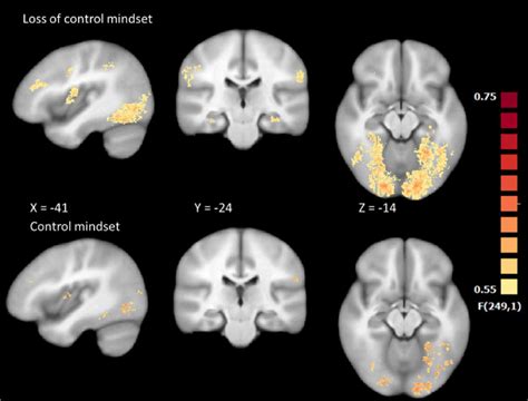 Neural Representation Of Stimulus Type Clusters With Significant