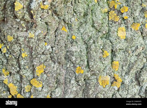 Close Up Of Tree Bark Texture Can Be Used As Background Stock Photo Alamy