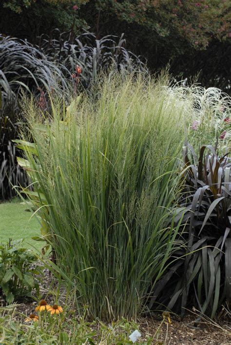 Switchgrass Northwind Native Gardeners