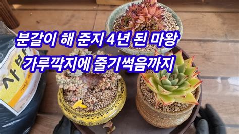 25628 🌹분갈이 해 준지 4년 된 마왕 가루깍지에 줄기썩음까지 먼로철화도 다시 사박토로 분갈이해요🌹 사박토 010