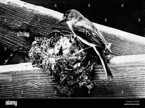 This Article Discusses The Nesting Habits Of The Phoebe Bird