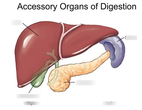Accessory Organs Of Digestion Diagram Quizlet