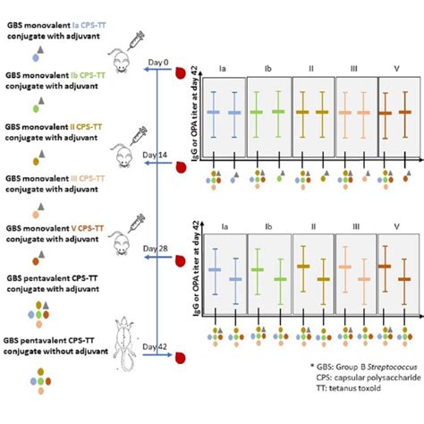 Immunogenicity Of A Group B Streptococcus Gbs Pentavalent Conjugate