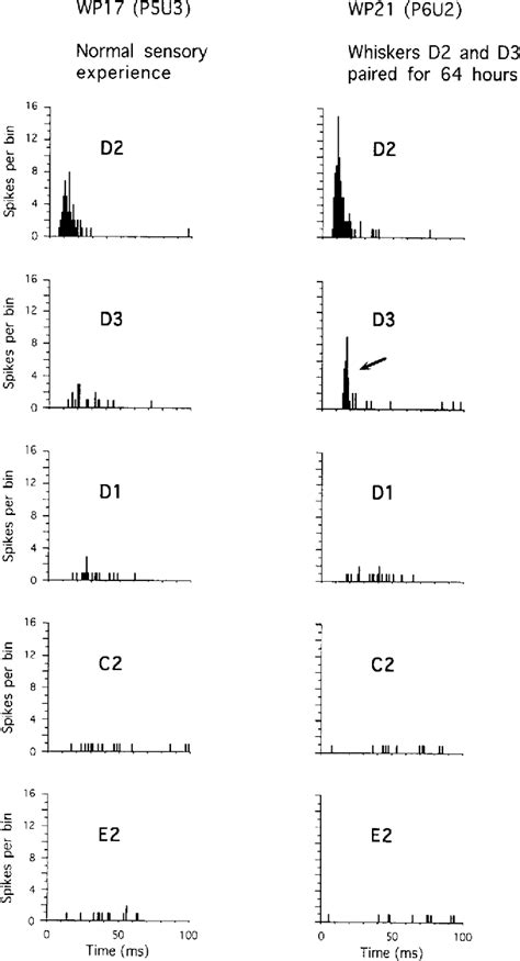 Figure 2 From Dynamic Regulation Of Receptive Fields And Maps In The