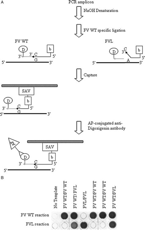 Allele Specific Primer Extension A Multiplex Pcr Is Followed By