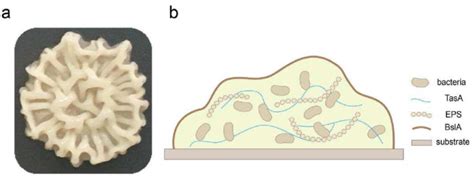 Bacillus Subtilis Biofilms Formation A Digital Camera Image Of The Download Scientific