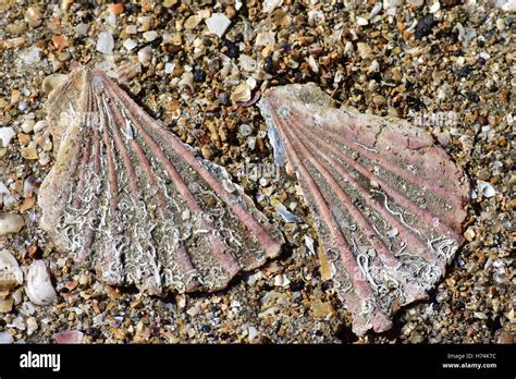 A Shell Broken In Two Stock Photo Alamy