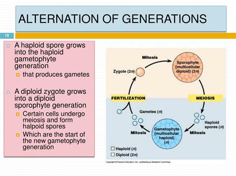 Ppt Life Cycles Of Plants Powerpoint Presentation Free Download Id