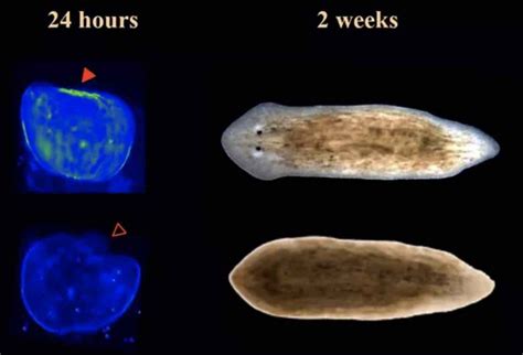 Planarian The Master Of Regeneration The Science Of Stem Cells And Genes