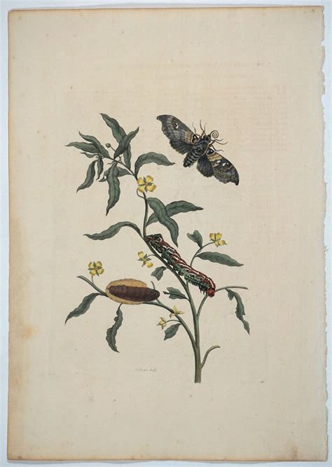 Emperor Moth Plate 39 From Metamorphosis Insectorum Surinamensium