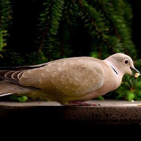 What Do Doves Eat In The Garden Diy Seattle