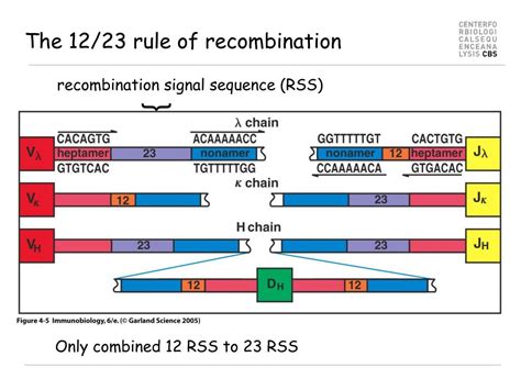 Ppt B Cell Epitopes Powerpoint Presentation Free Download Id 3976214