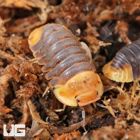 Rubber Ducky Isopods Cubaris Sp Rubber Ducky For Sale Underground