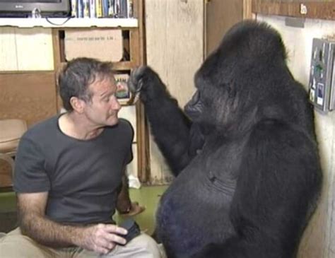 Robin Williams Could Even Make A Grieving Gorilla Laugh But She Grieved Again When The Actor Died