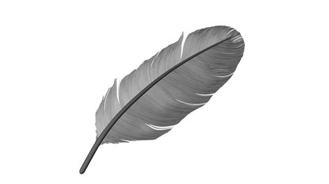 Crow Feather 3d Model By Cagataycetin
