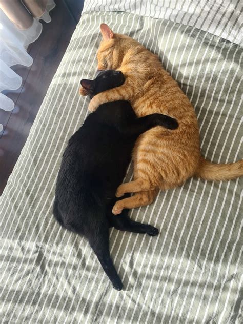 Sun Loving Cats Cats Black And Orange Cat Cuddle Two Cats
