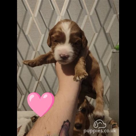 Cavapoo Sale Lowestoft Suffolk Cockapoo X Cavapoo