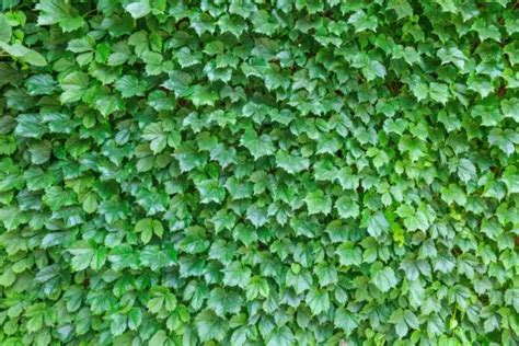 Different Types Of Ivy Herbvity
