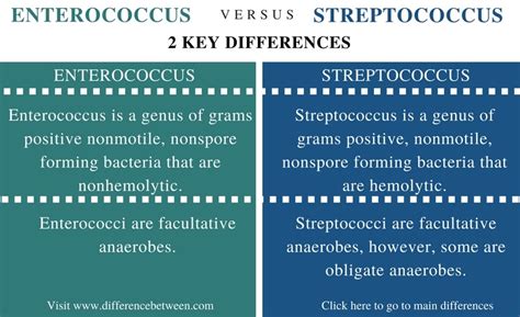 Difference Between Enterococcus And Streptococcus Compare The Difference Between Similar Terms