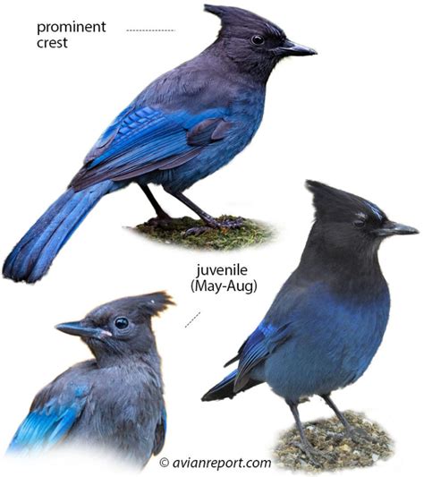Identify 35 Bird Species That Visit Backyard Feeders In Oregon