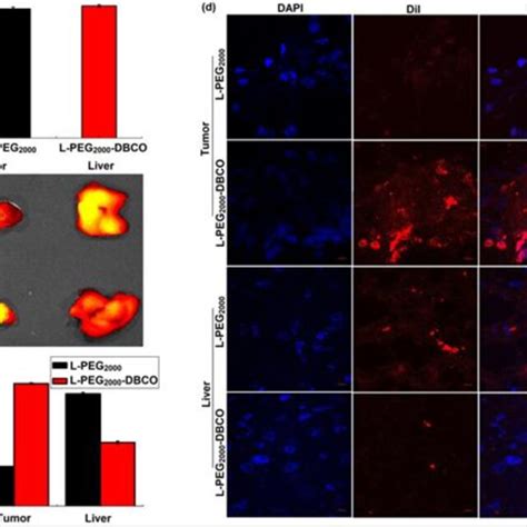 Ex vivo optical imaging and confocal microscopy with L-PEG2000-DBCO and... | Download Scientific ...